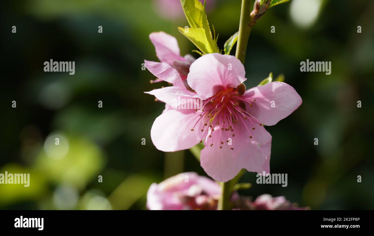 Blossoming almond tree in Israel Stock Photo - Alamy