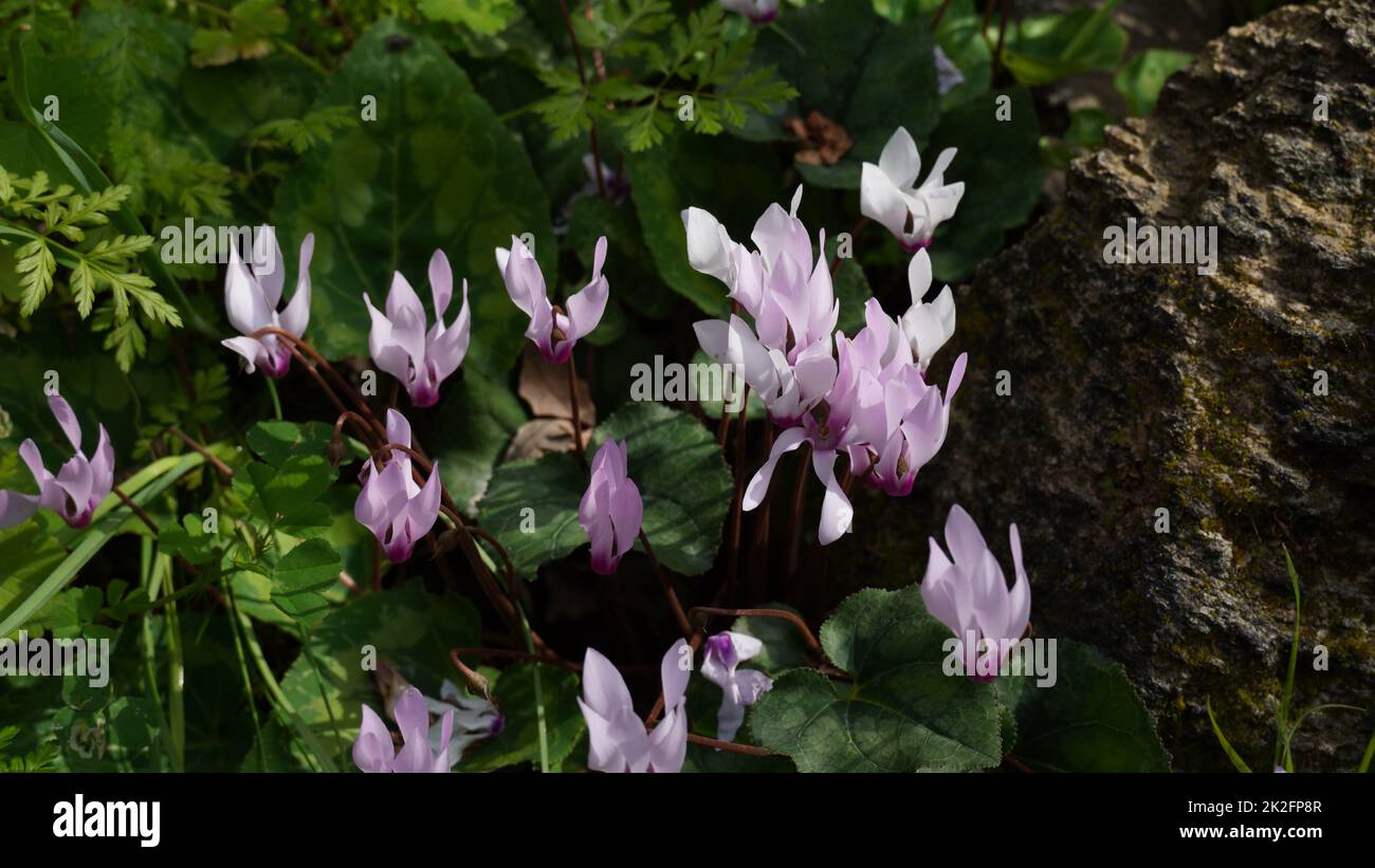 Cyclamen persicum grows in a forest in Israel Stock Photo - Alamy