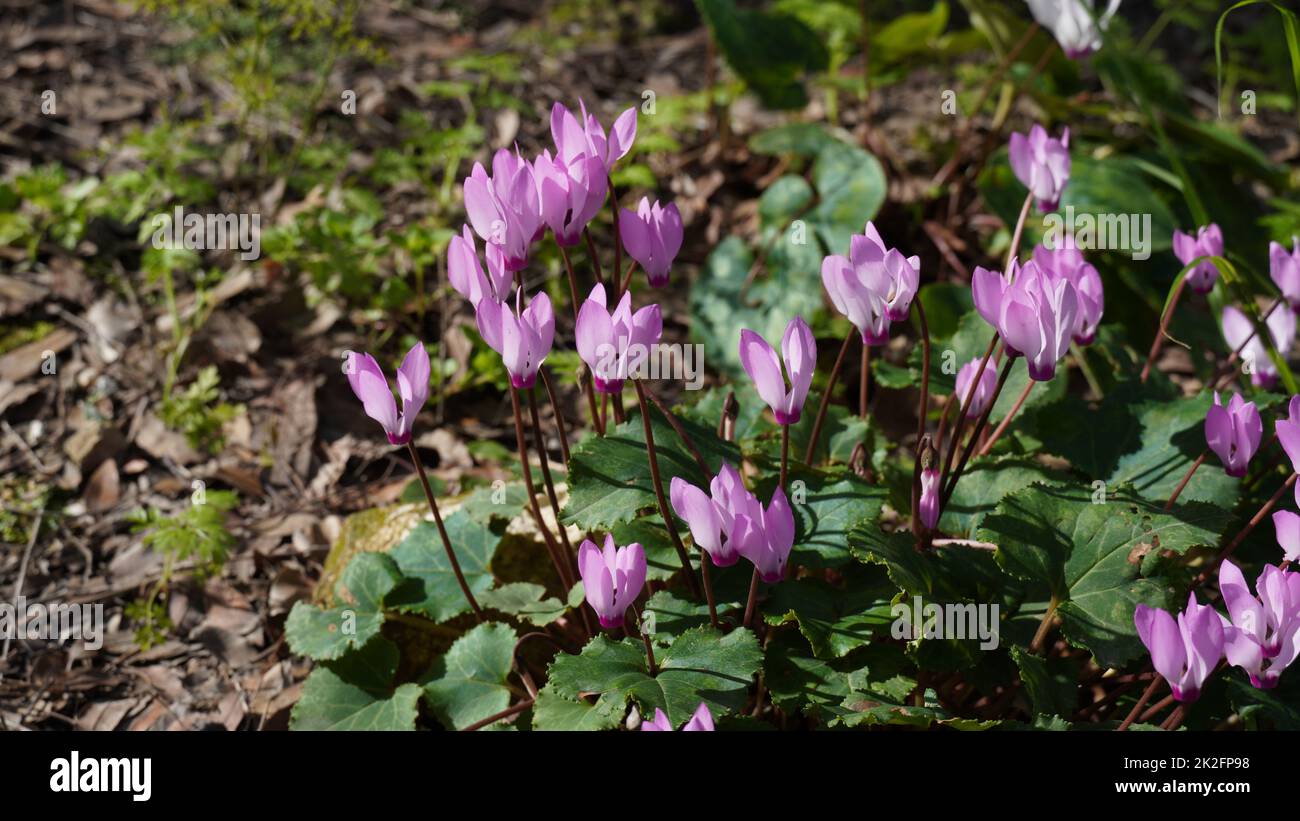 Cyclamen persicum grows in a forest in Israel Stock Photo - Alamy