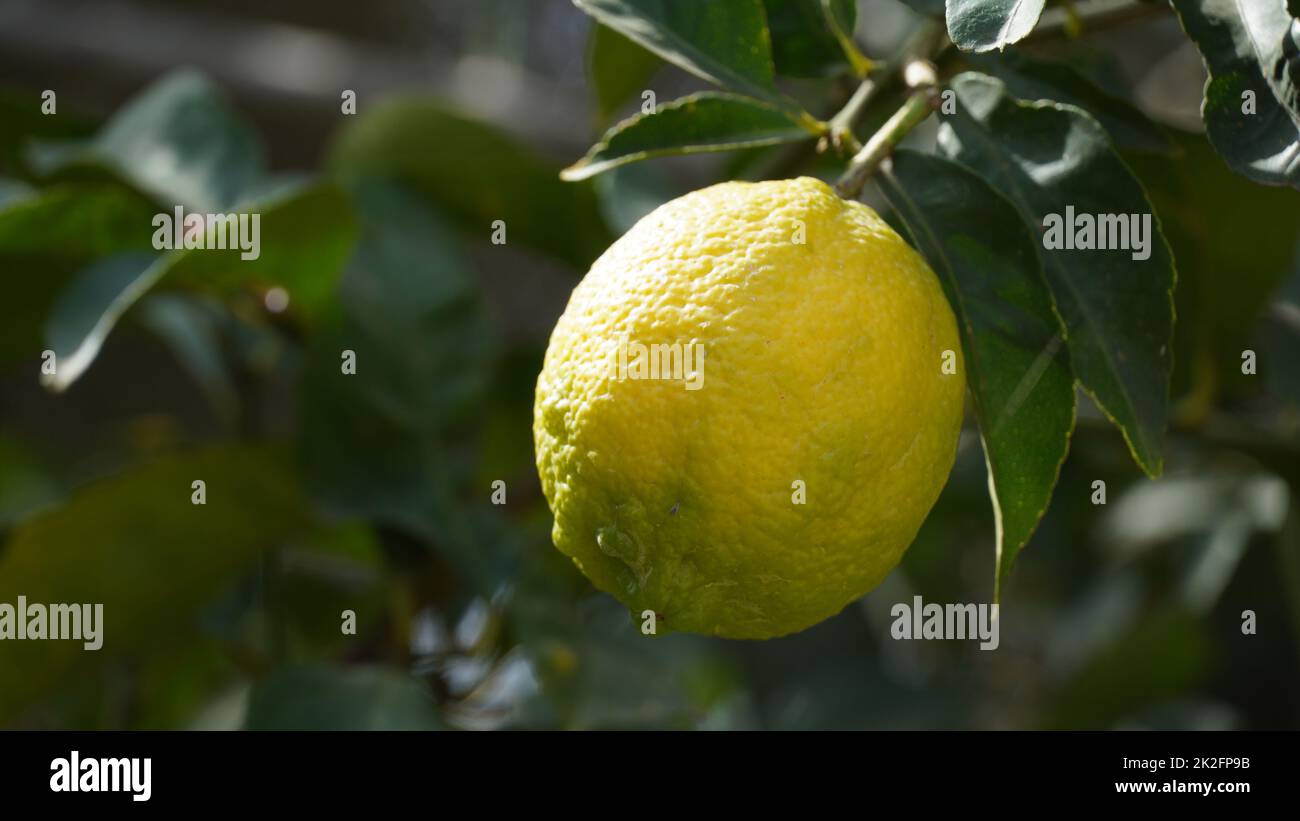 Fruit of lemon, on the branch. Bunches of fresh lemons on lemon tree in ...