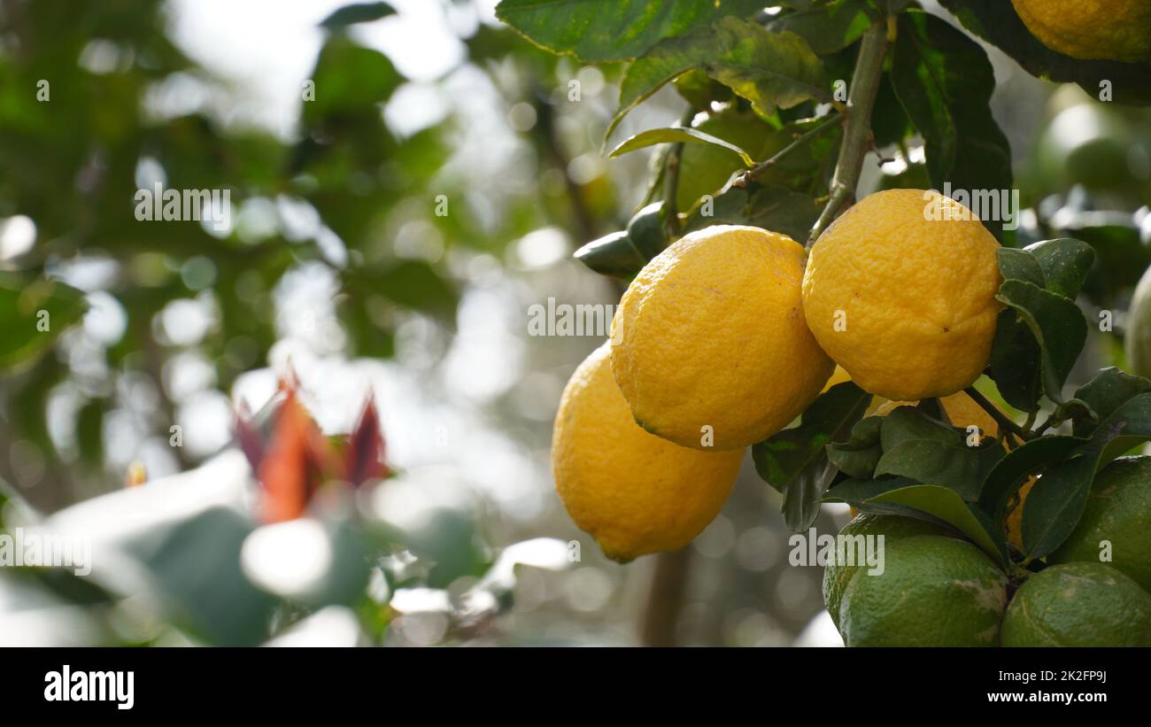 Fruit of lemon, on the branch. Bunches of fresh lemons on lemon tree in ...