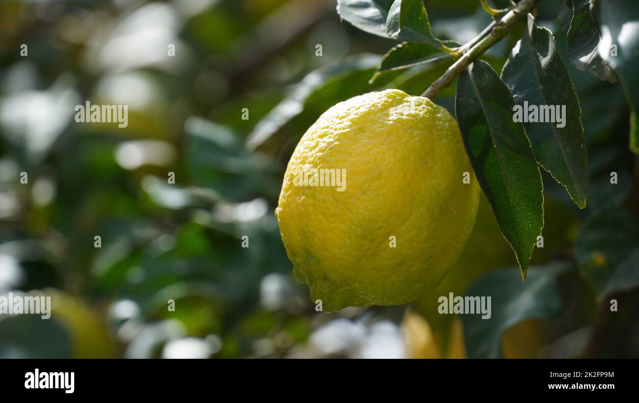 Fruit of lemon, on the branch. Bunches of fresh lemons on lemon tree in ...