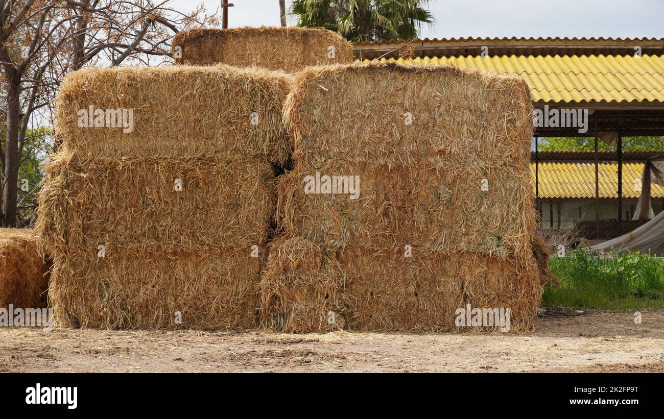 Hay storage with harvested bales of hay for cattle. Agricultural barn ...