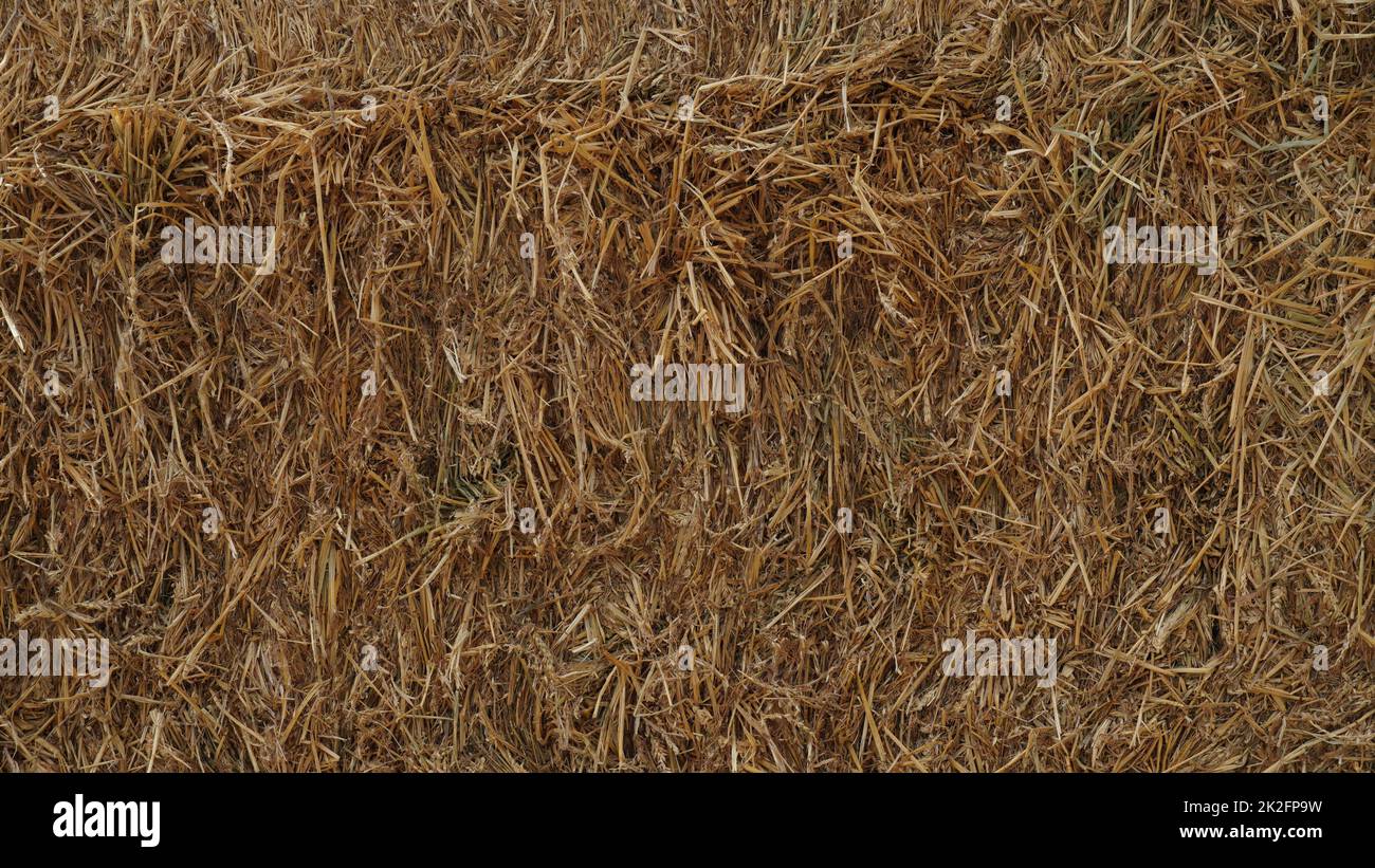 Hay storage with harvested bales of hay for cattle. Agricultural barn ...