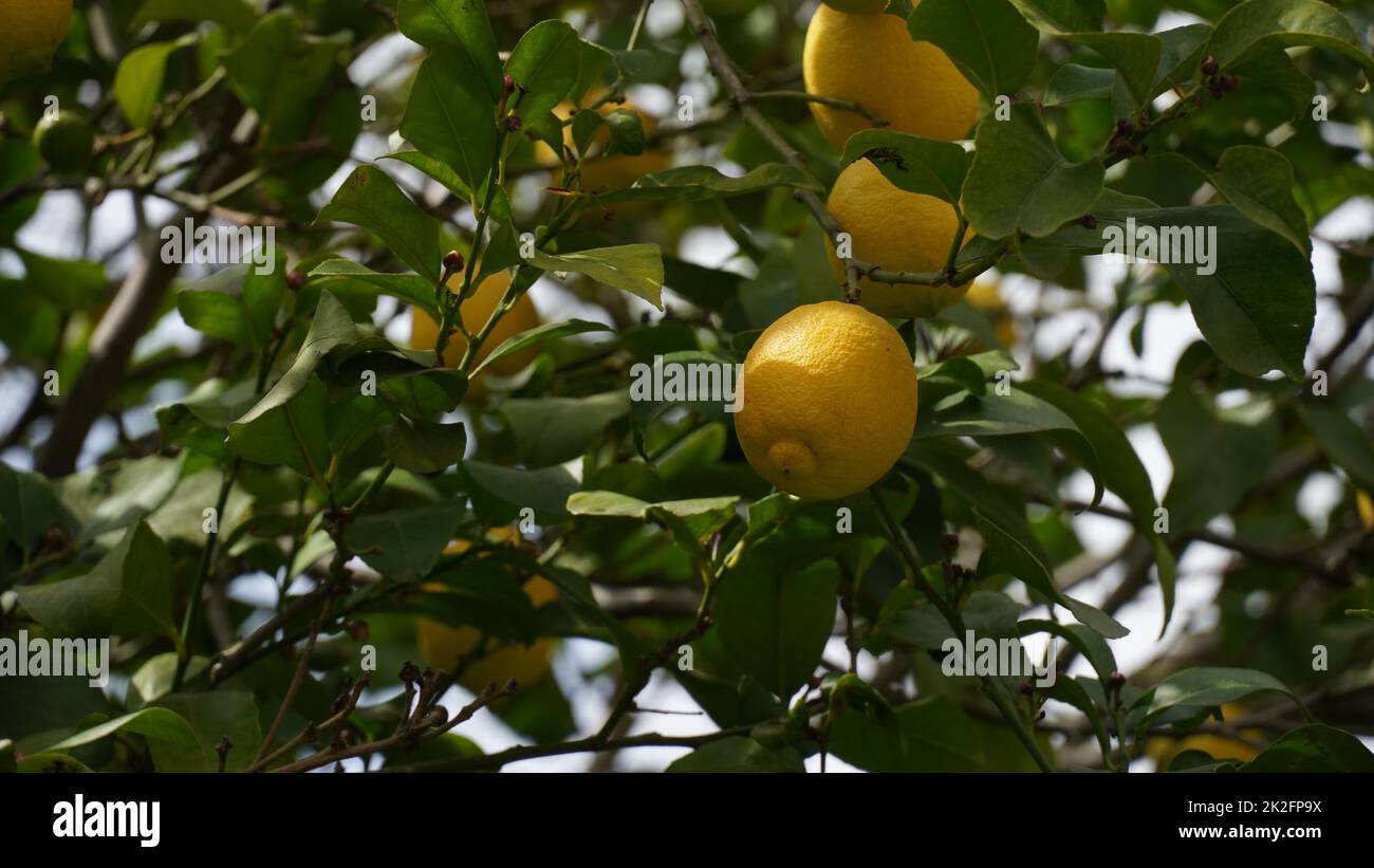 Fruit of lemon, on the branch. Bunches of fresh lemons on lemon tree in ...