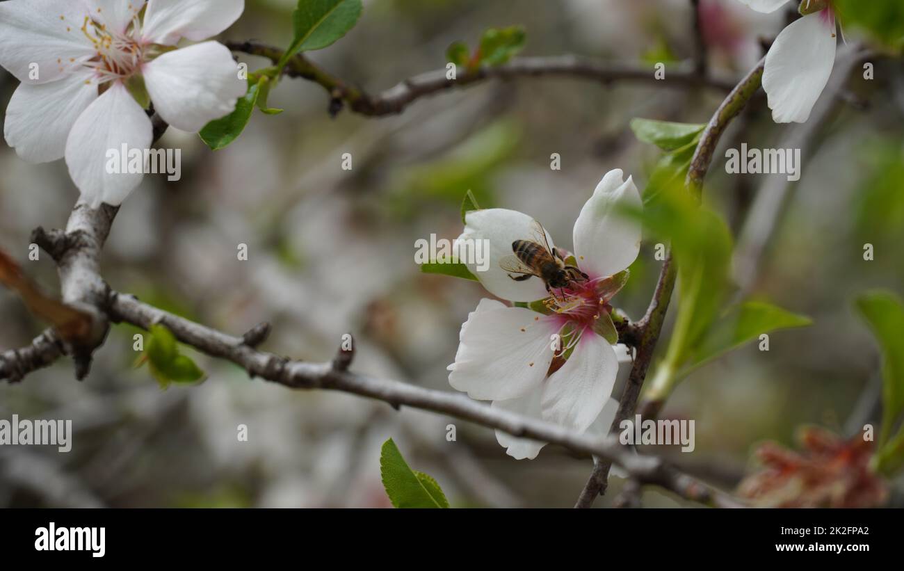 Cluster of almond blossoms in full bloom. Israel Stock Photo - Alamy