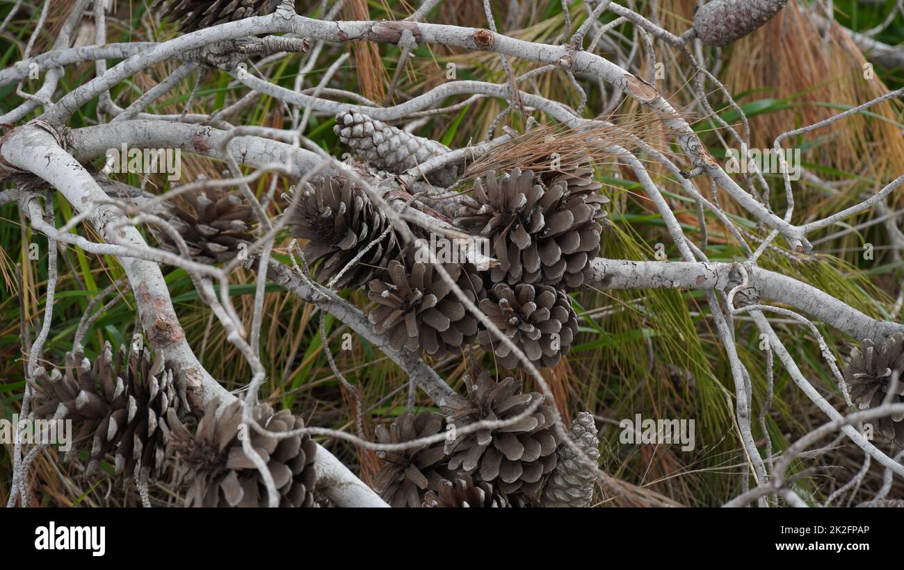 Branches of a dry tree hi-res stock photography and images - Alamy