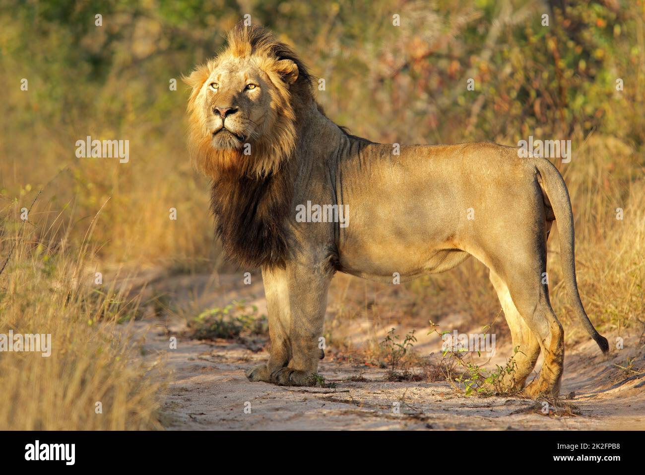 Big male African lion in natural habitat Stock Photo - Alamy