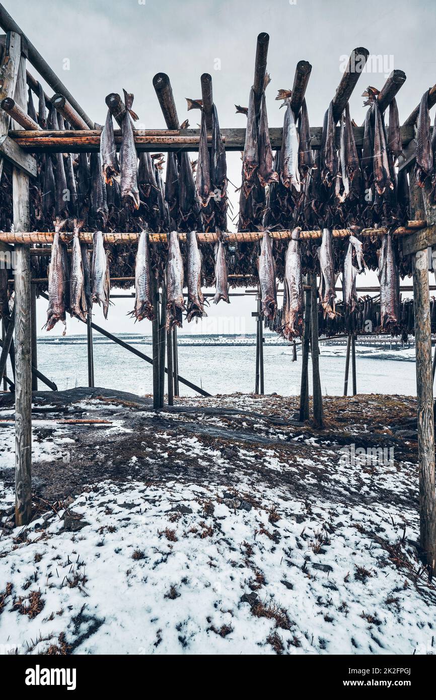 Drying flakes for stockfish cod fish in winter. Lofoten islands Stock ...