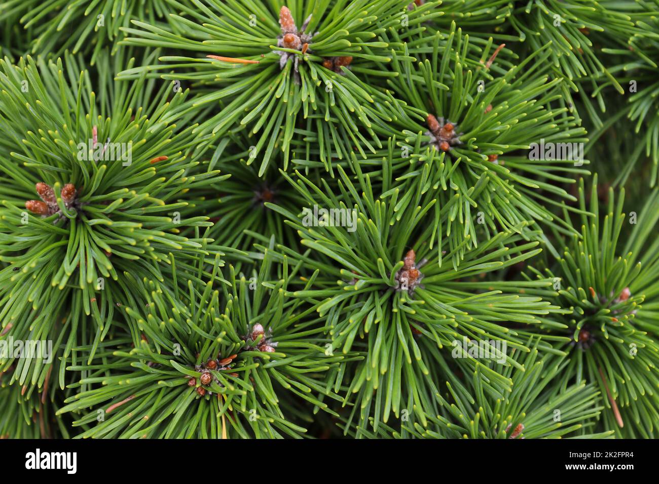 Fir tree needles close hi-res stock photography and images - Alamy
