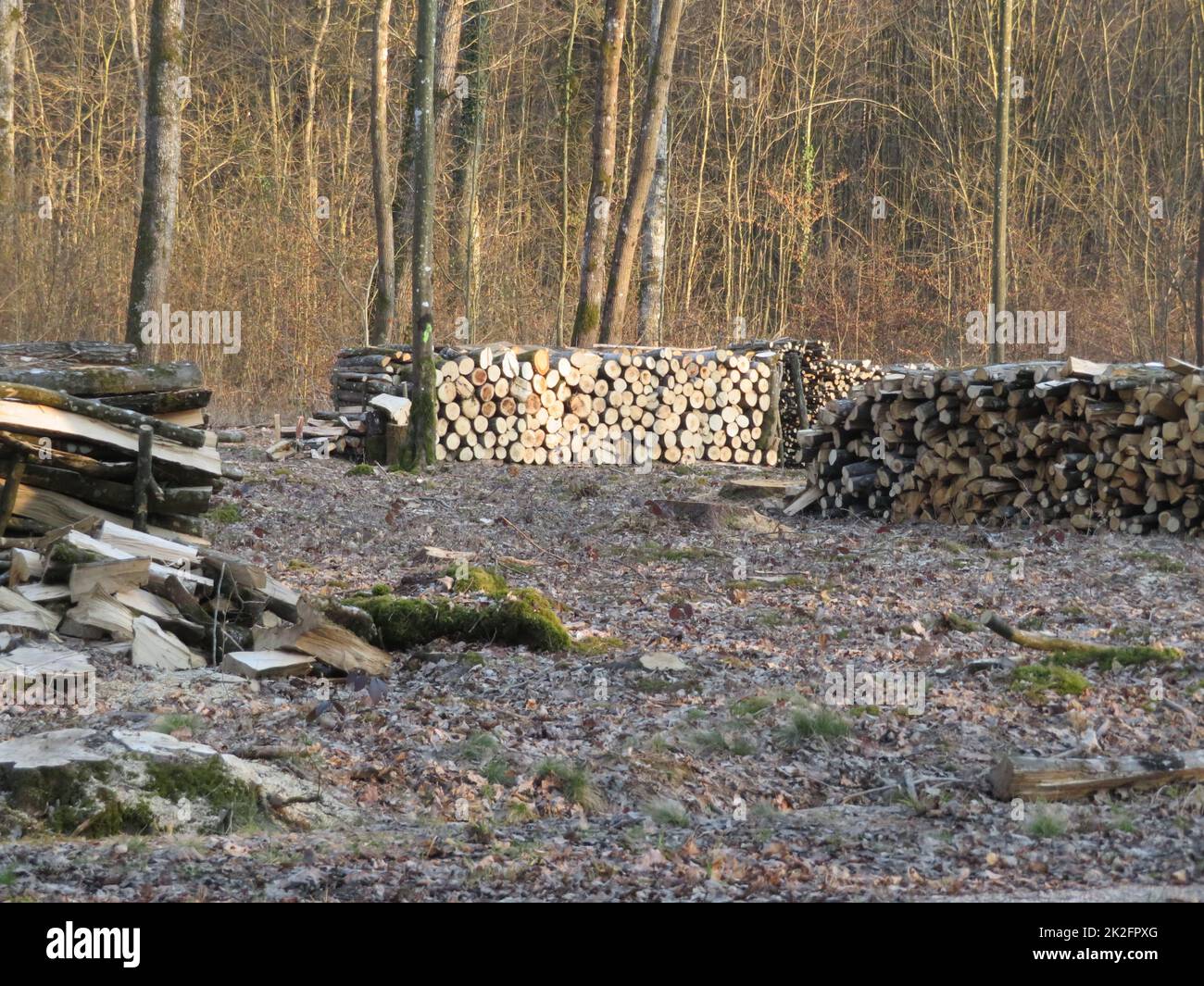 logs of wood trees cut industry firewood deforestation Stock Photo - Alamy