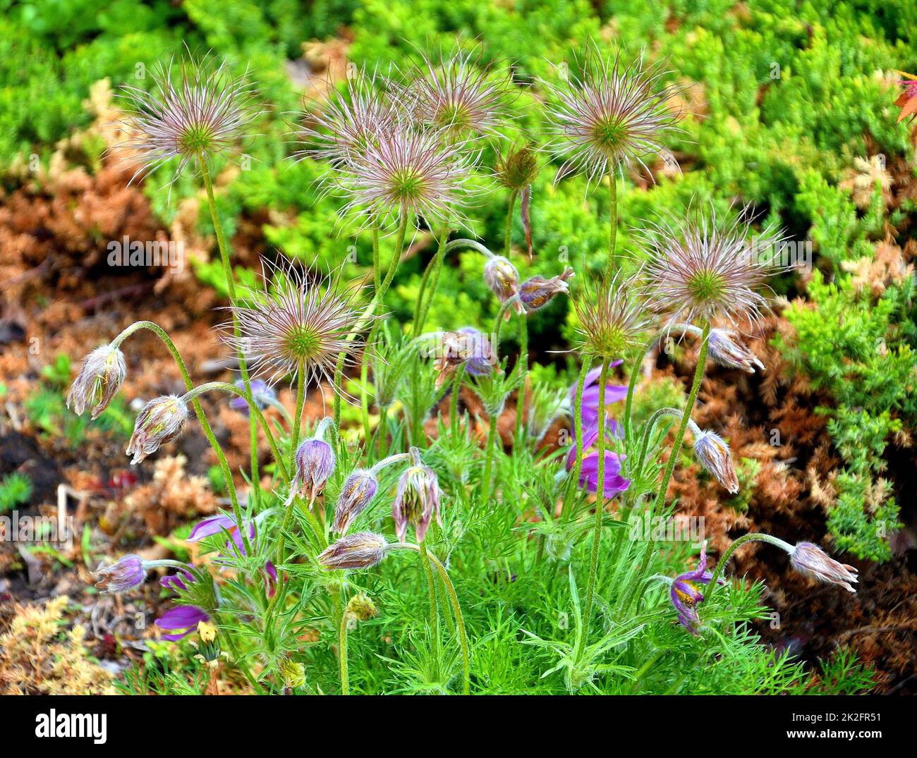 Outdoor flower shoot hi-res stock photography and images - Alamy