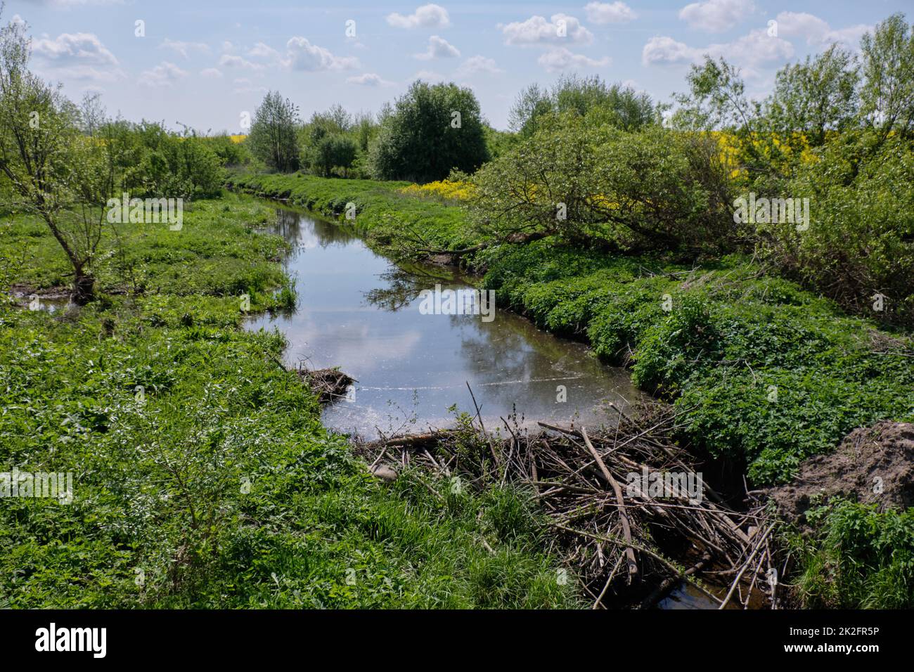 Small river with beavers dam Stock Photo - Alamy