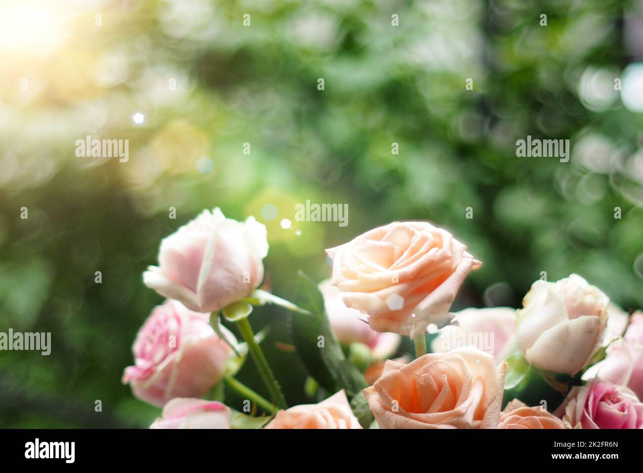 Soft focus sunlight hi-res stock photography and images - Alamy