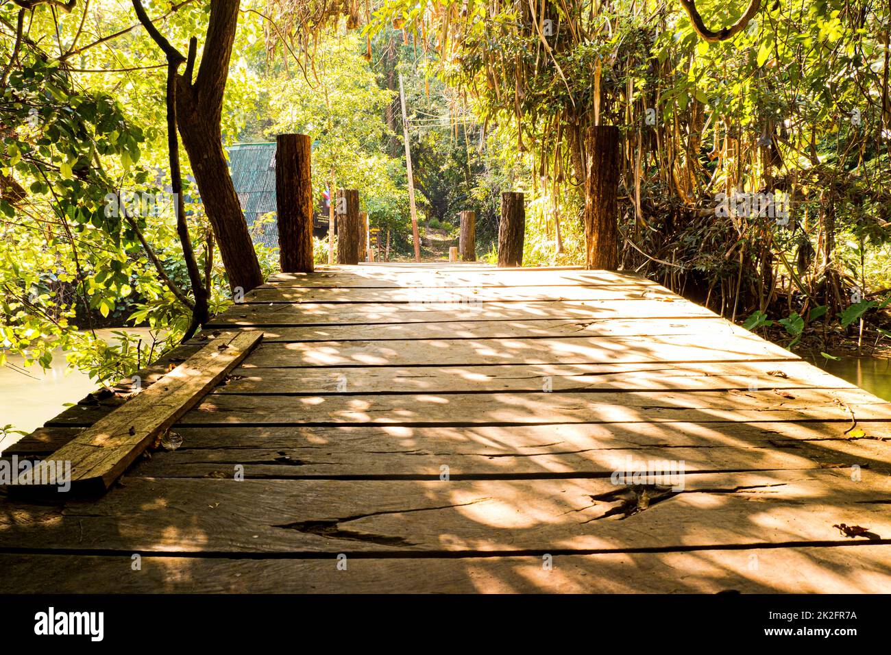 Morning Sunlight through trees Wooden bridge in tropical rain forest ...