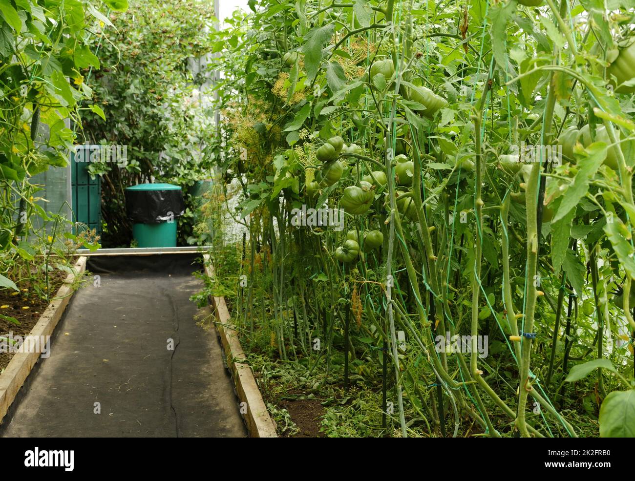 bushes of cucumbers and tomatoes inside the greenhouse Stock Photo - Alamy