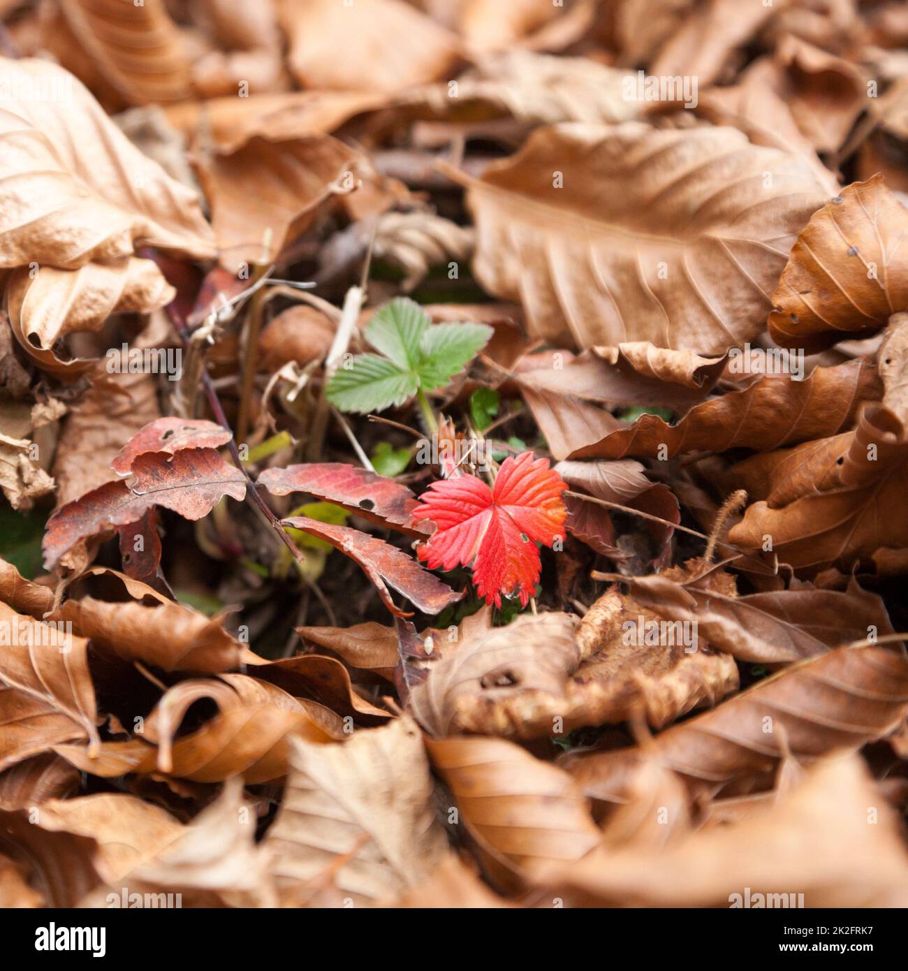Minimal nature background. Autumn colors on dry leaves Stock Photo - Alamy