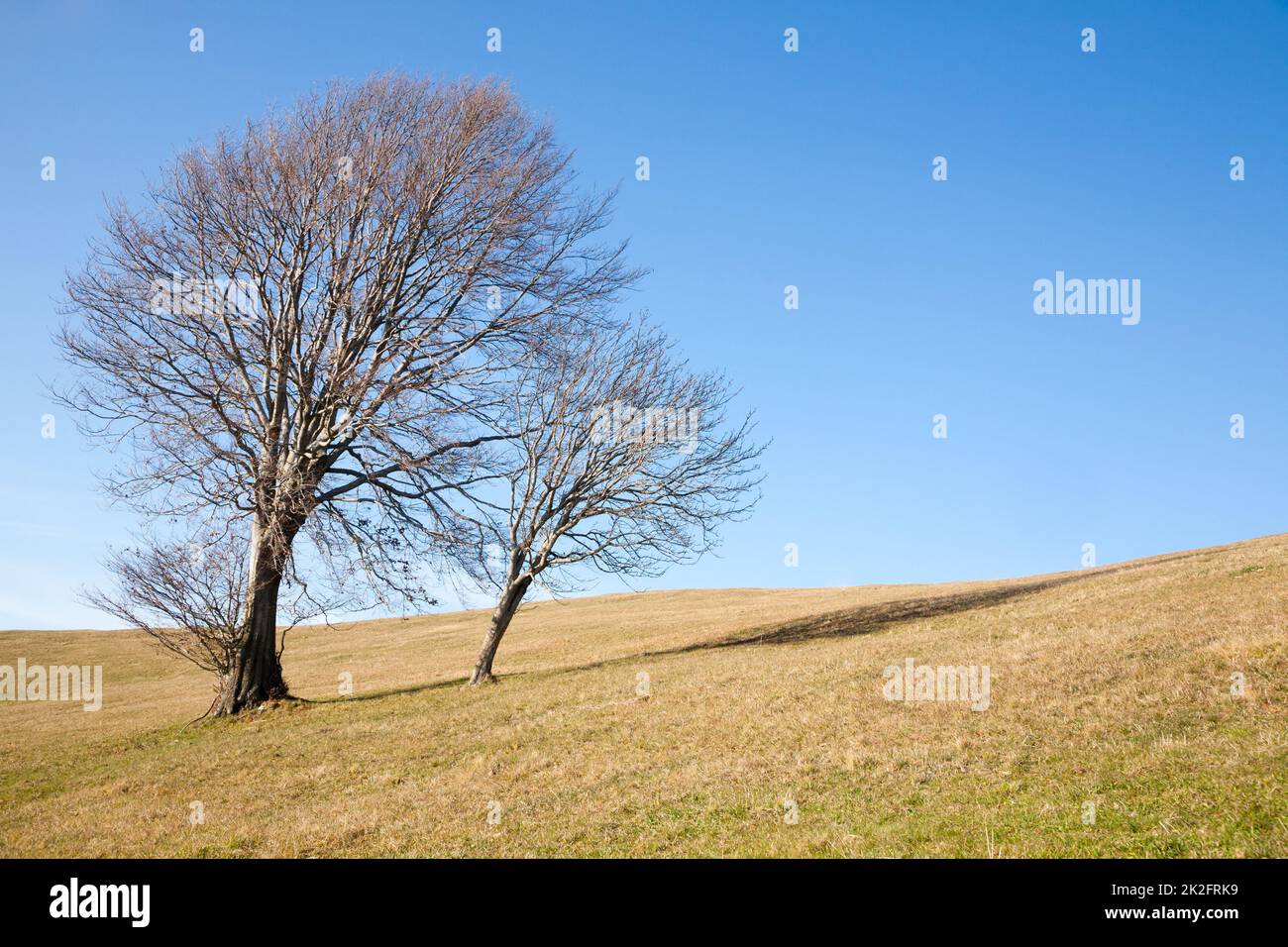 Blue background and trees hi-res stock photography and images - Alamy
