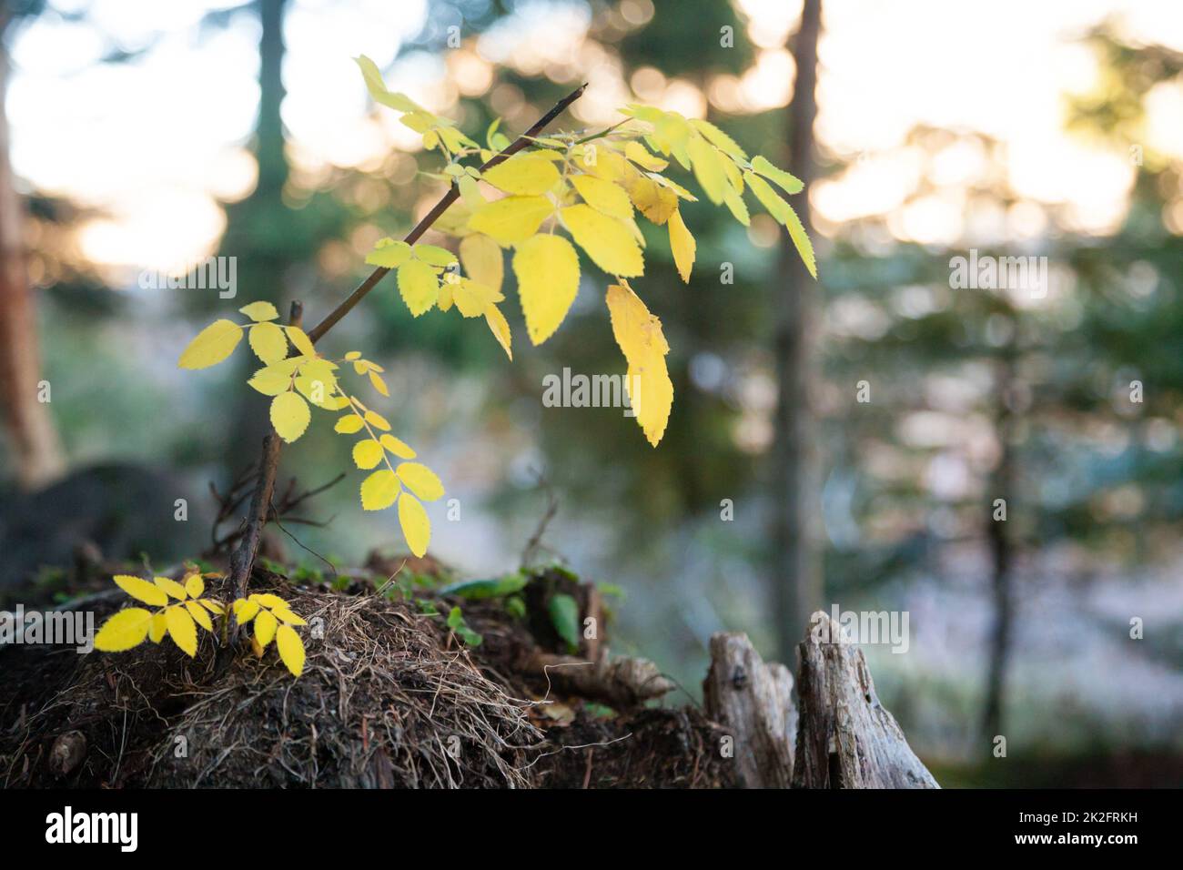 Yellow leaves on woodland background. Nature minimal landscape Stock ...