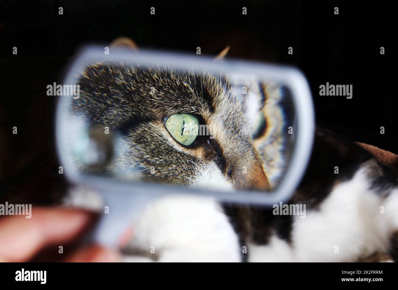Cat examination magnifying glass hi-res stock photography and images ...