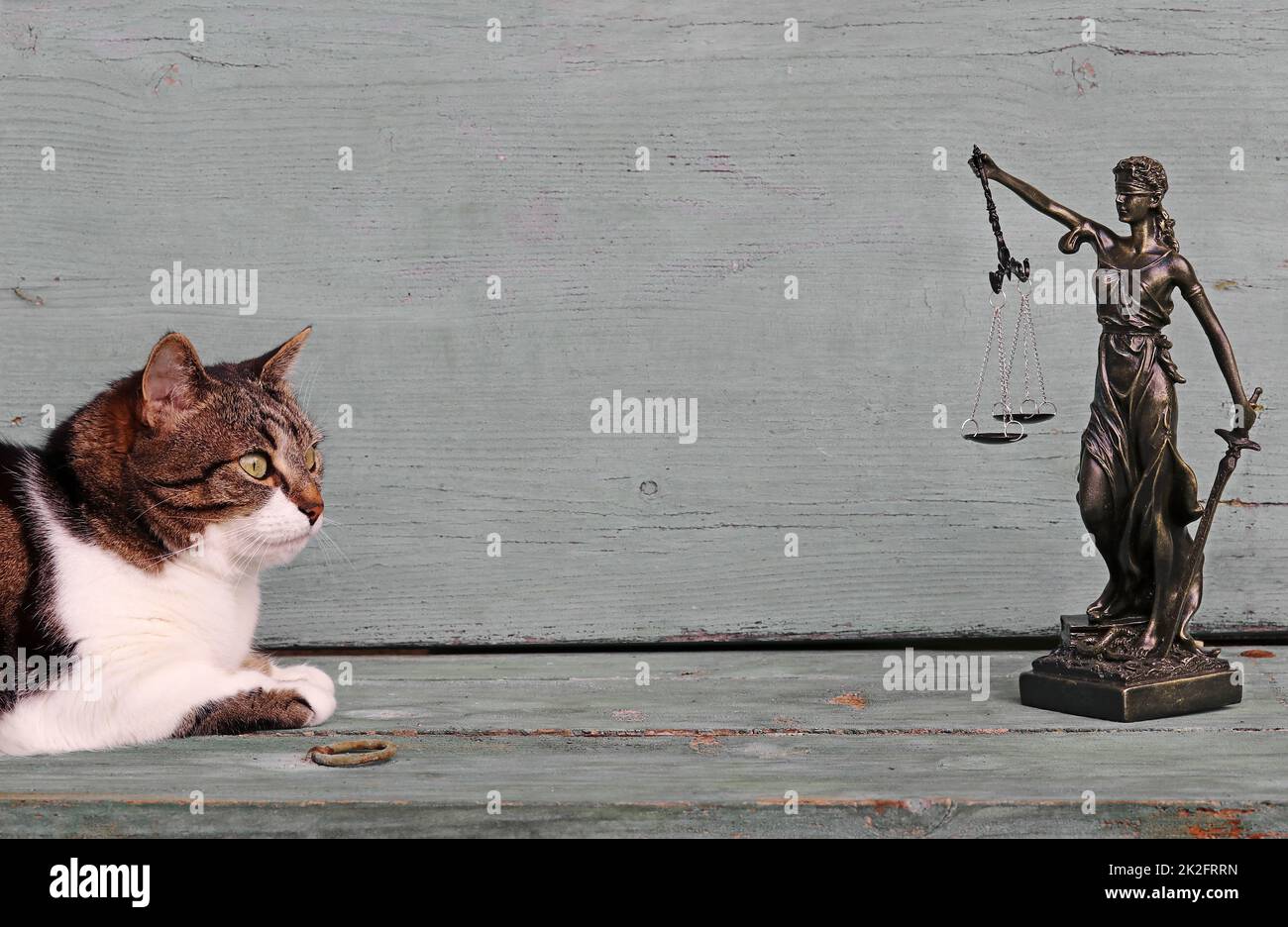 Rights of animals hi-res stock photography and images - Alamy