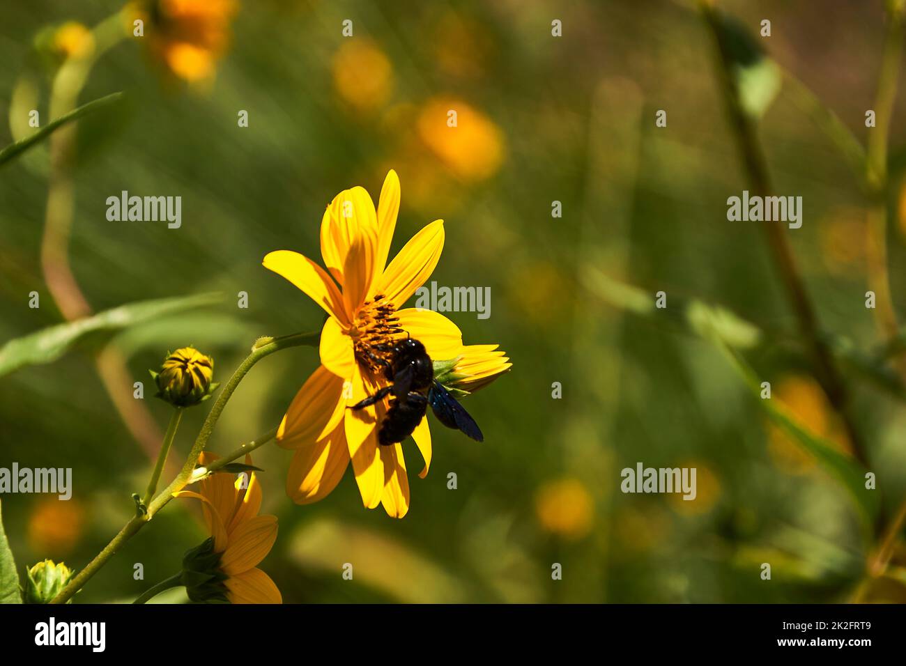 Large bee pollinating on a yellow daisy Stock Photo - Alamy