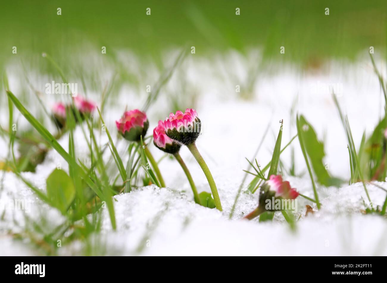 Spring cold snap hi-res stock photography and images - Alamy