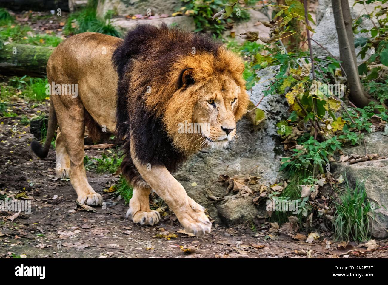 Lion of jungle hi-res stock photography and images - Alamy