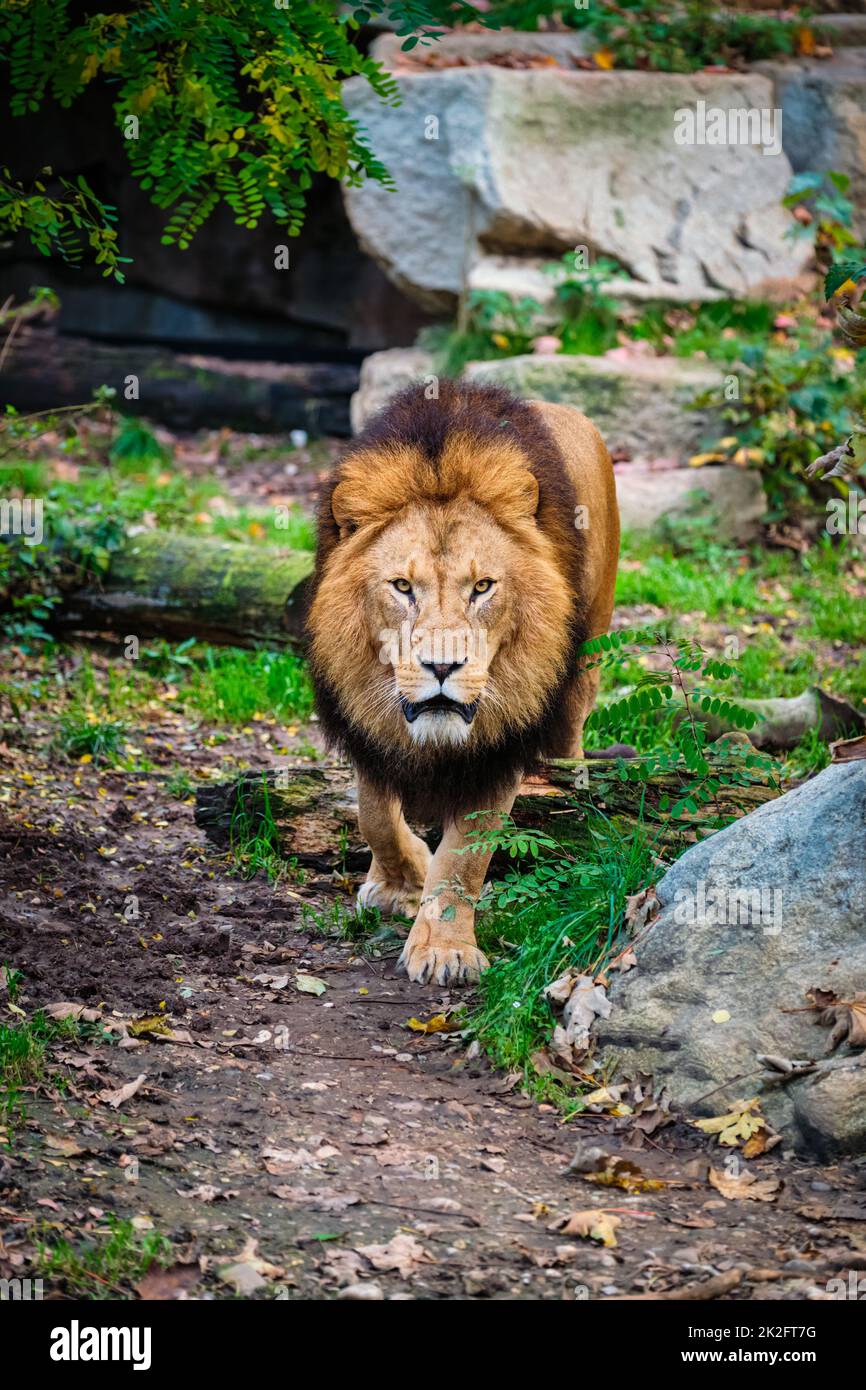 Real Jungle Animals Lion