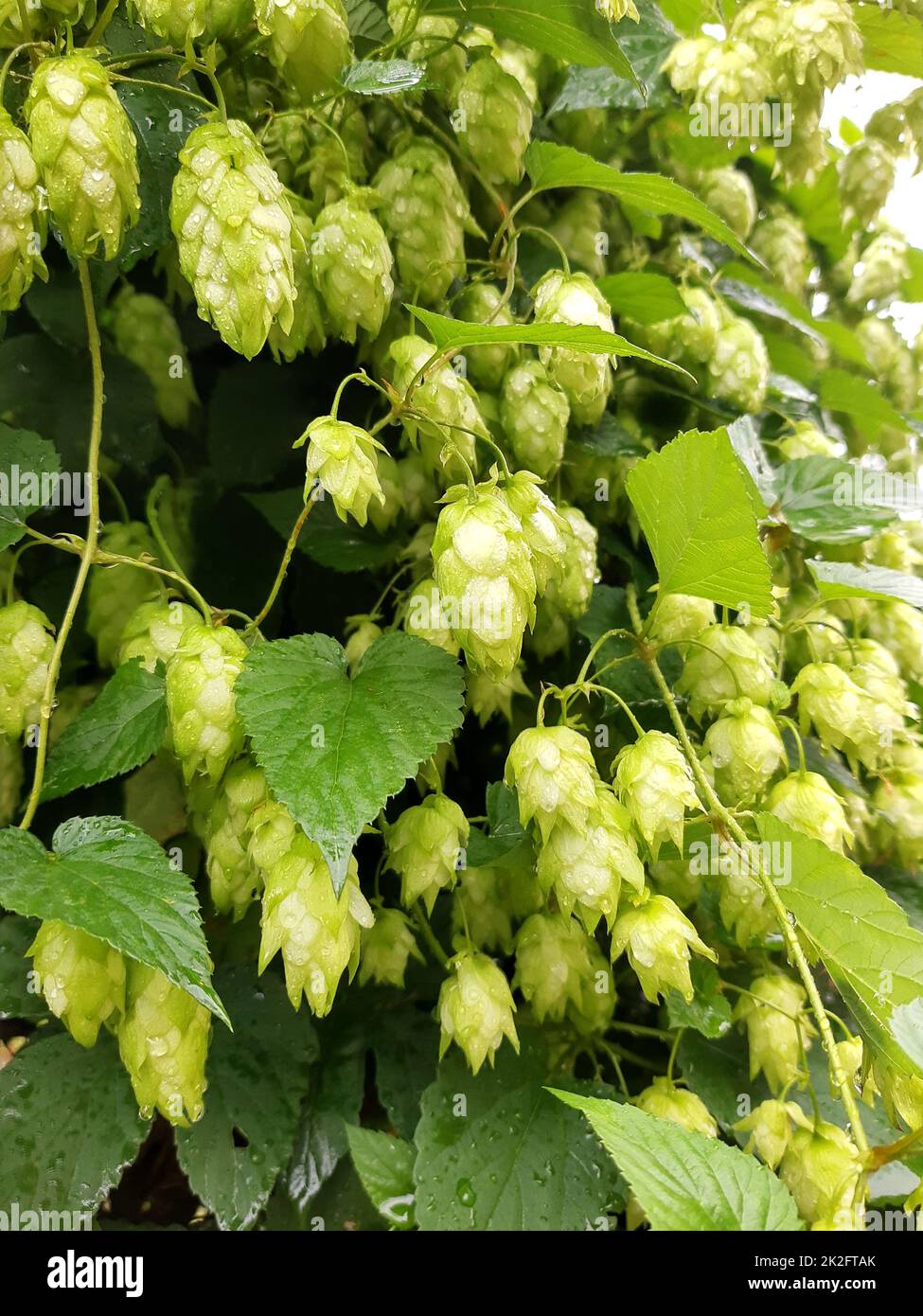 Hop cones after the rain 2 Stock Photo - Alamy