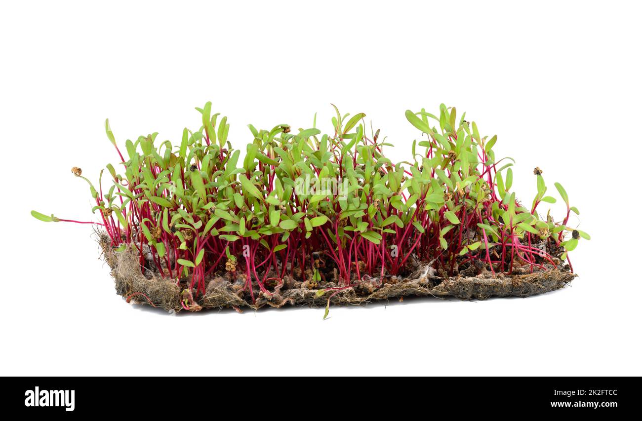 Red beetroot, fresh sprouts and young leaves front view on a white ...