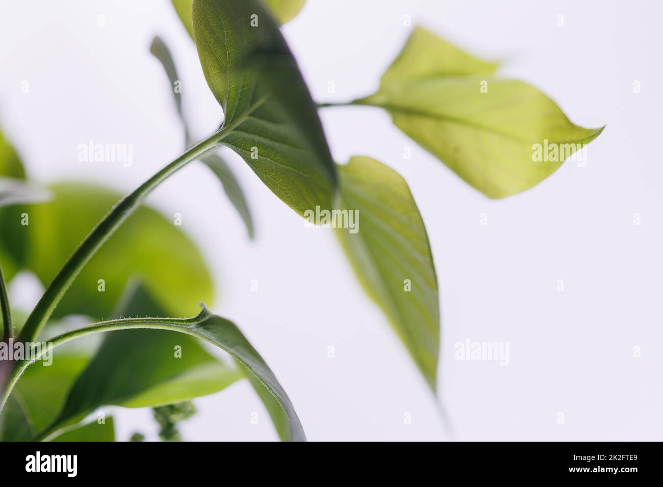 Simple green plant in hi-res stock photography and images - Alamy