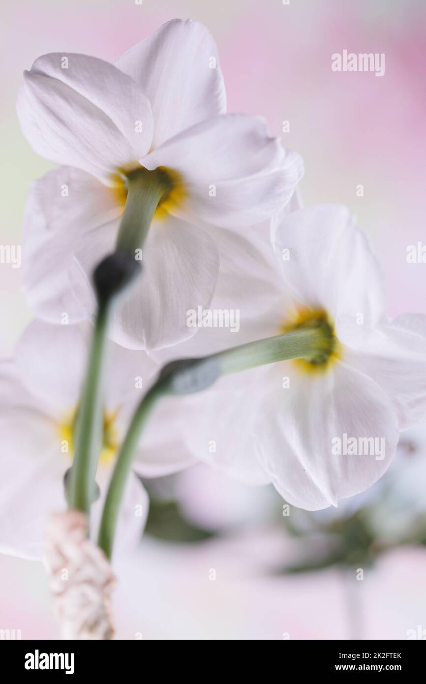 3 white Amaryllidaceae fresh flower back Stock Photo - Alamy
