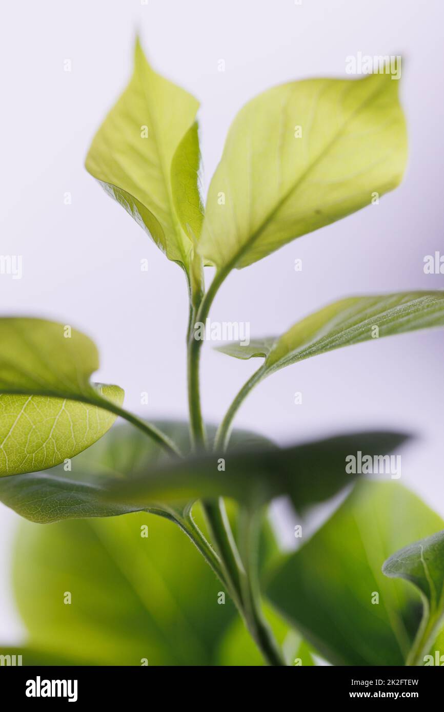 Green leafs of growing plant in spring Stock Photo - Alamy