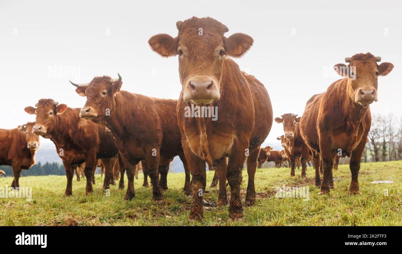 Group of cattle on green grass pasture Stock Photo - Alamy