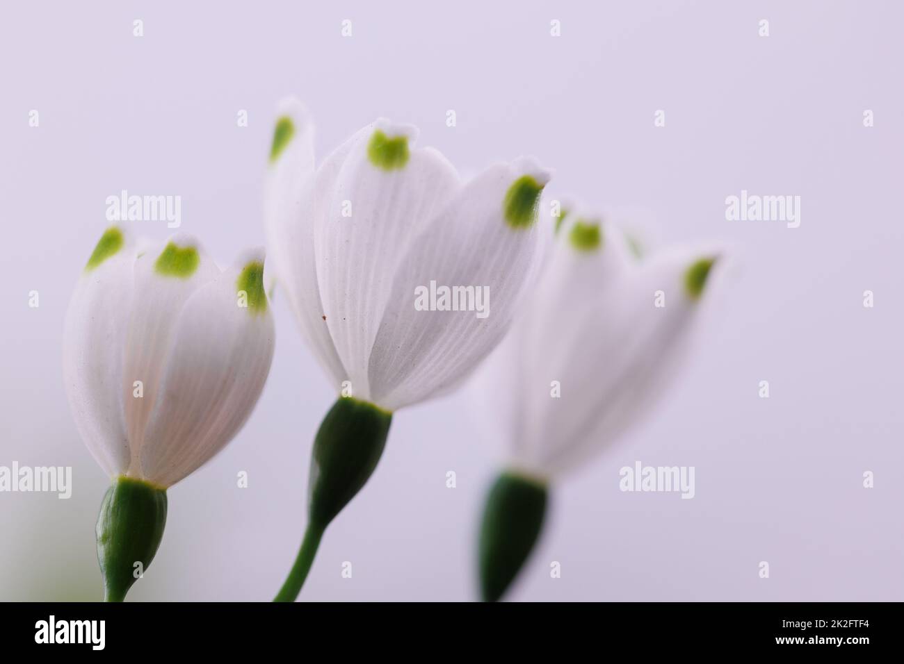 White spring flowers hi-res stock photography and images - Alamy