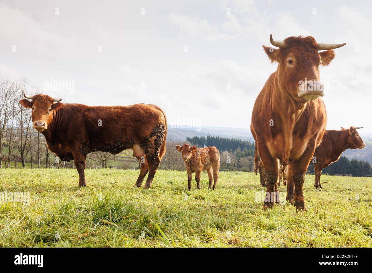 Group of cows hi-res stock photography and images - Alamy