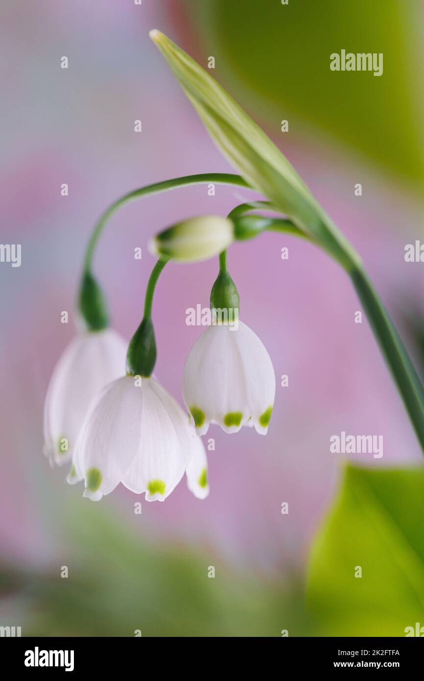 Beautiful spring flowers closeup hi-res stock photography and images ...
