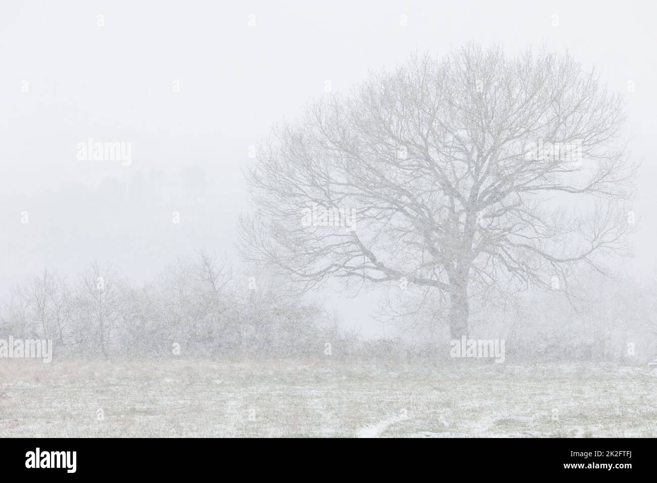 Single tree in winter landscape snowing Stock Photo - Alamy
