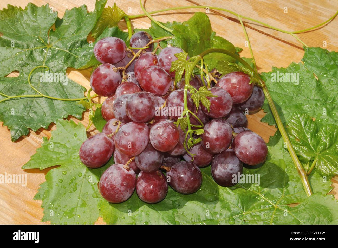 Mature table grapes hi-res stock photography and images - Alamy