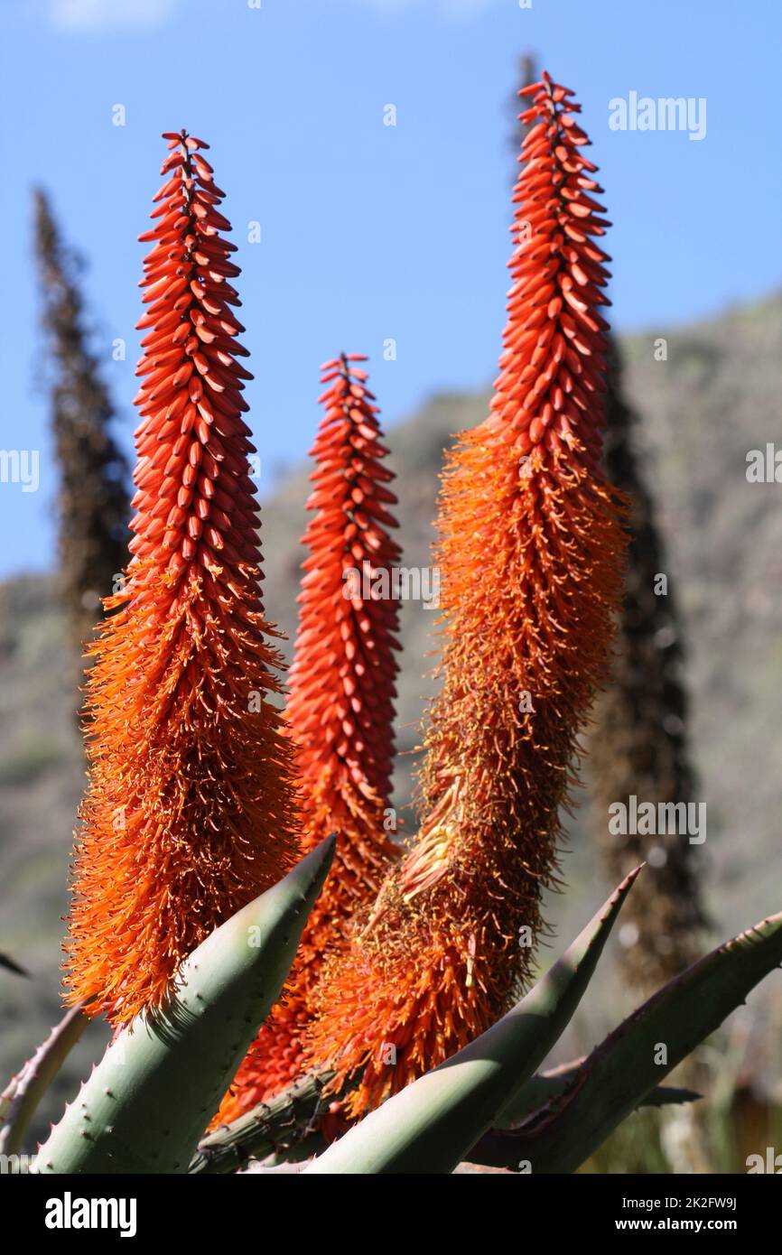 Aloe ferox hi-res stock photography and images - Alamy