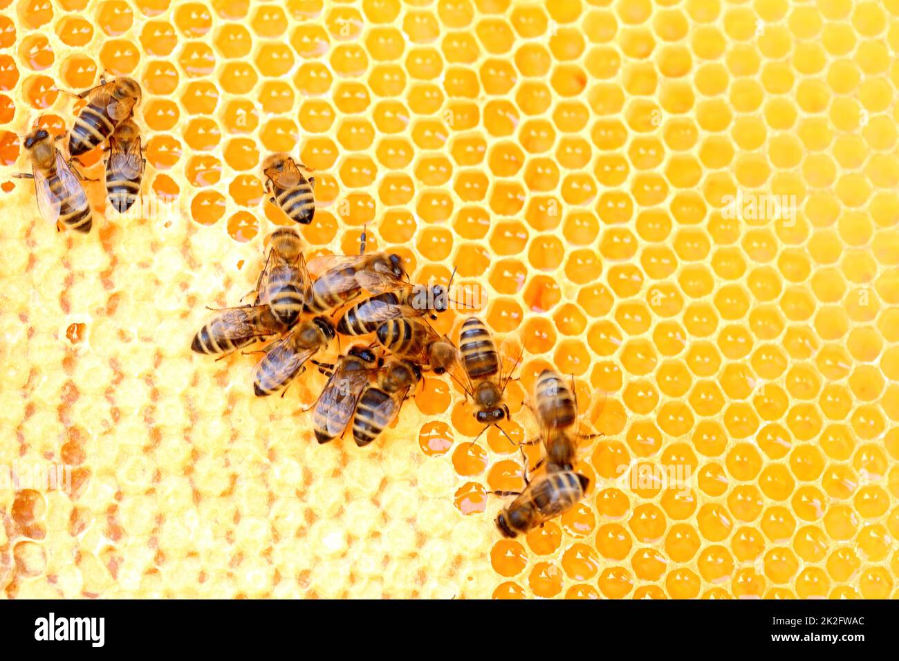 some busy honey bees on a beeswax Stock Photo - Alamy