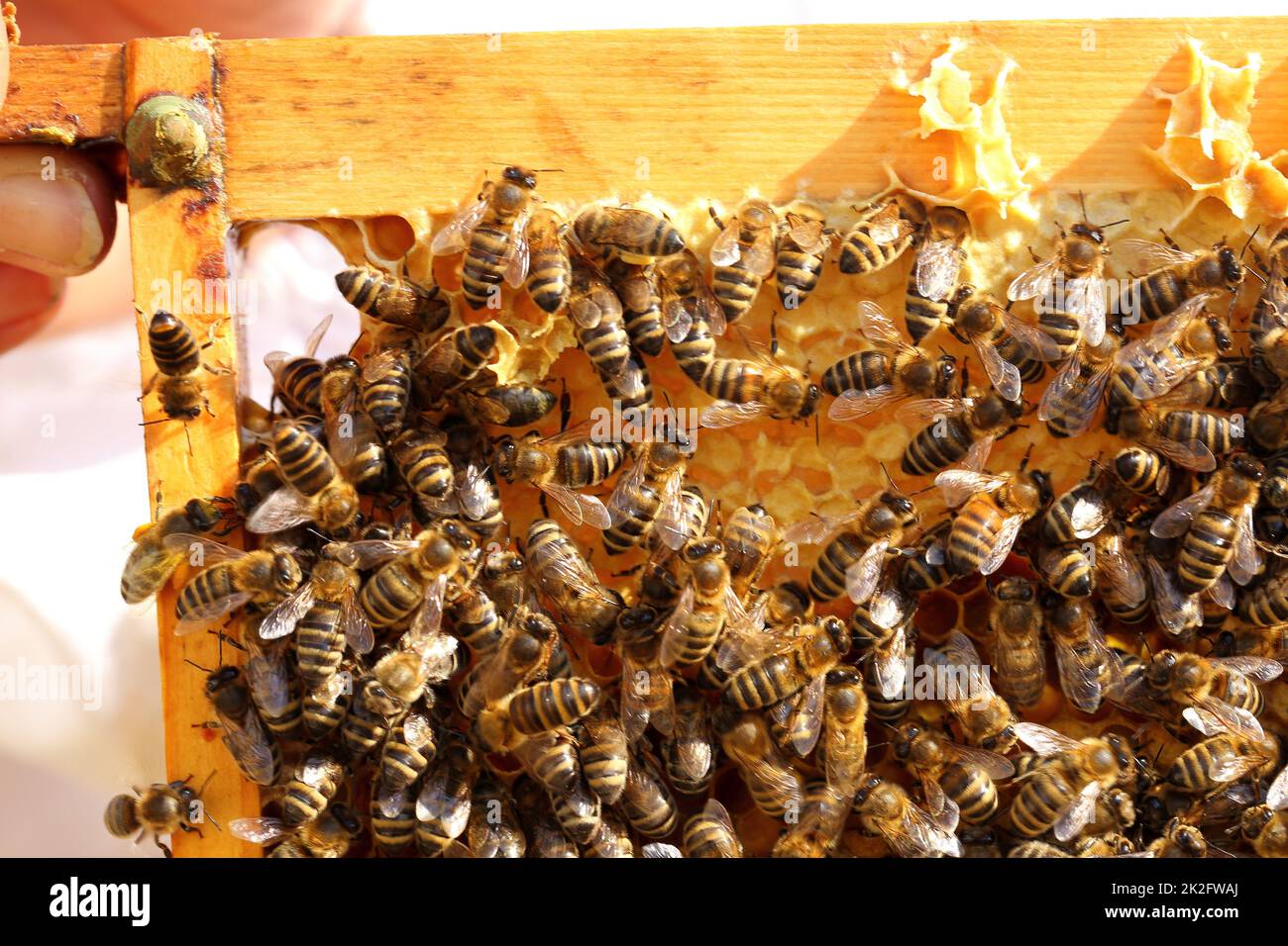 some busy honey bees on a beeswax Stock Photo - Alamy