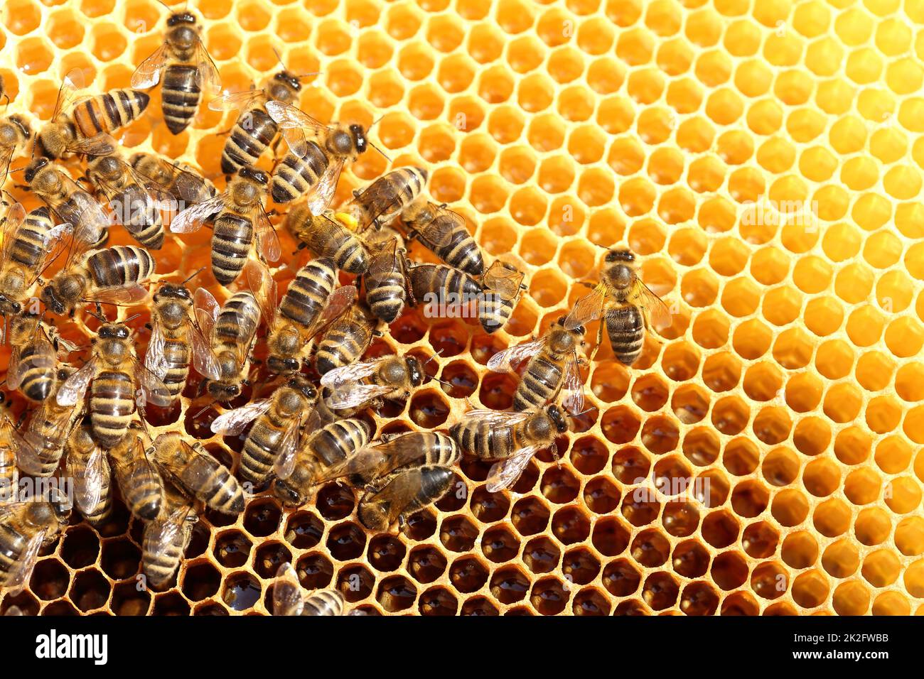 Bees honeycomb dance hi-res stock photography and images - Alamy