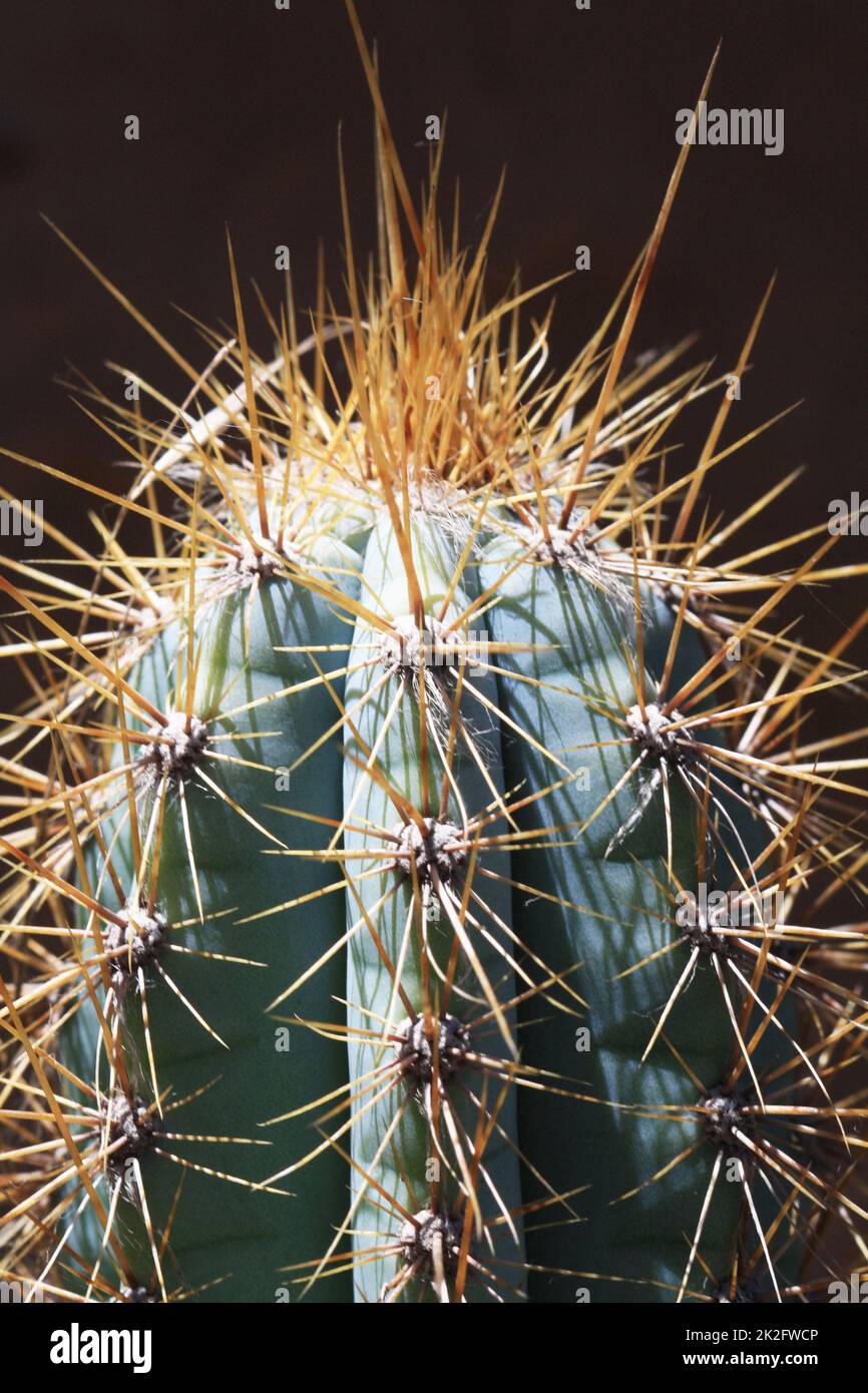 Pilosocereus Purpureus
