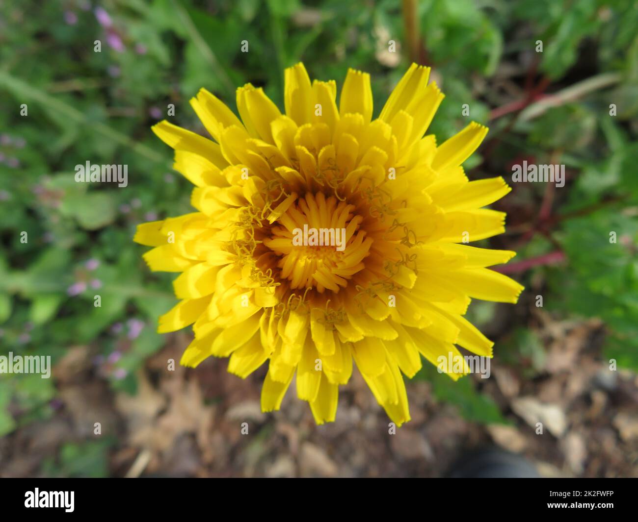 beautiful yellow flower natural dandelion smell color Stock Photo - Alamy