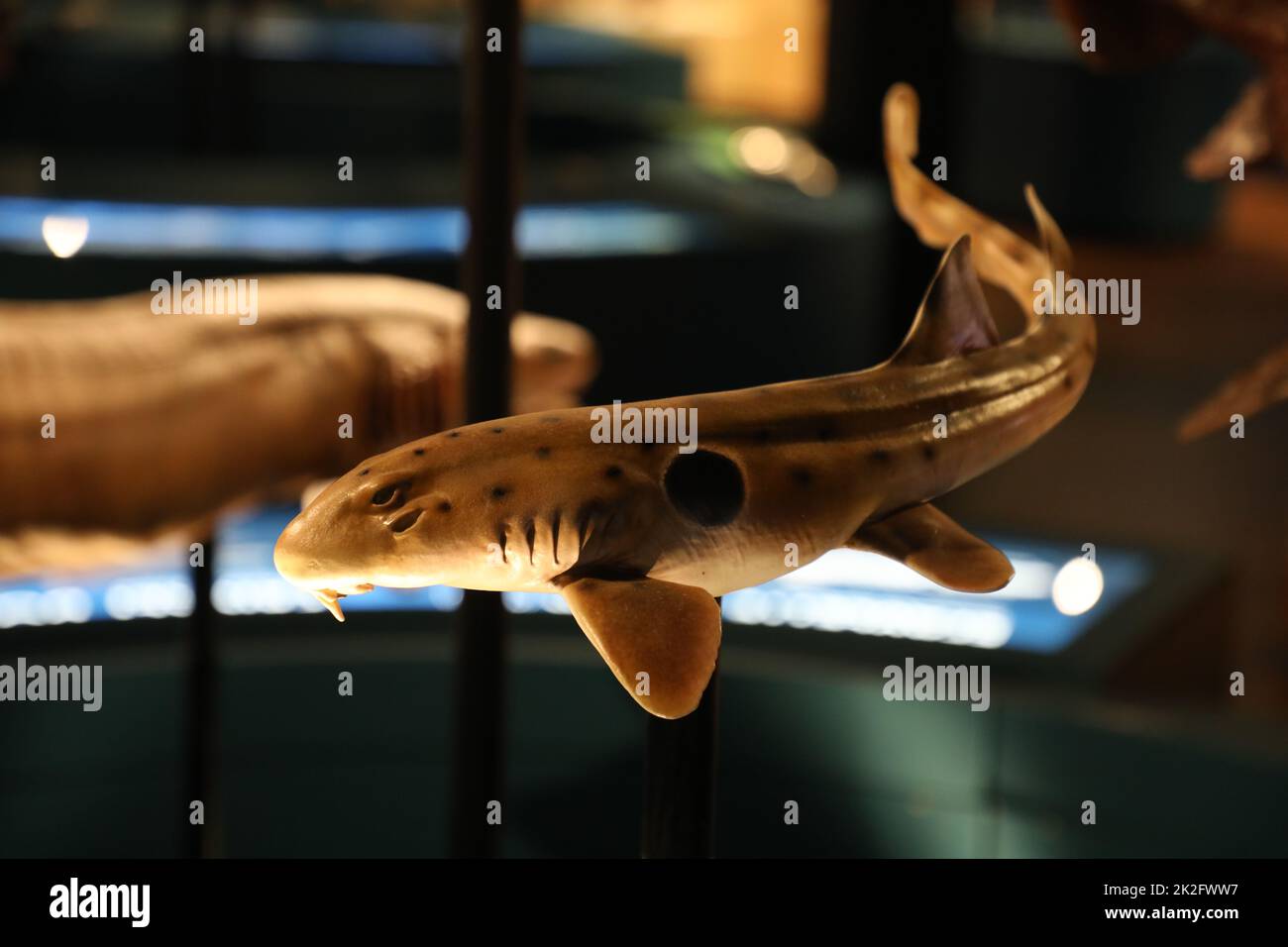 Sydney, Australia. 23rd September 2022. Sharks, a new blockbuster ...