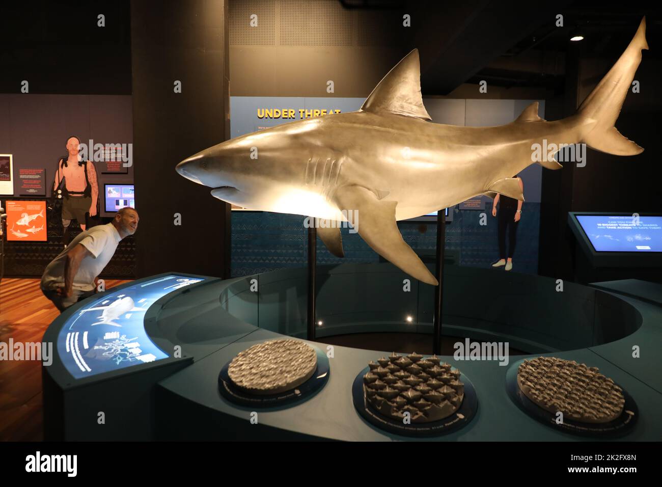 Bull sharks and science hi-res stock photography and images - Alamy