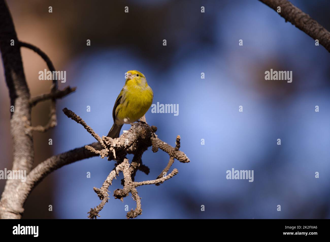 Atlantic canary serinus canaria hi-res stock photography and images - Alamy