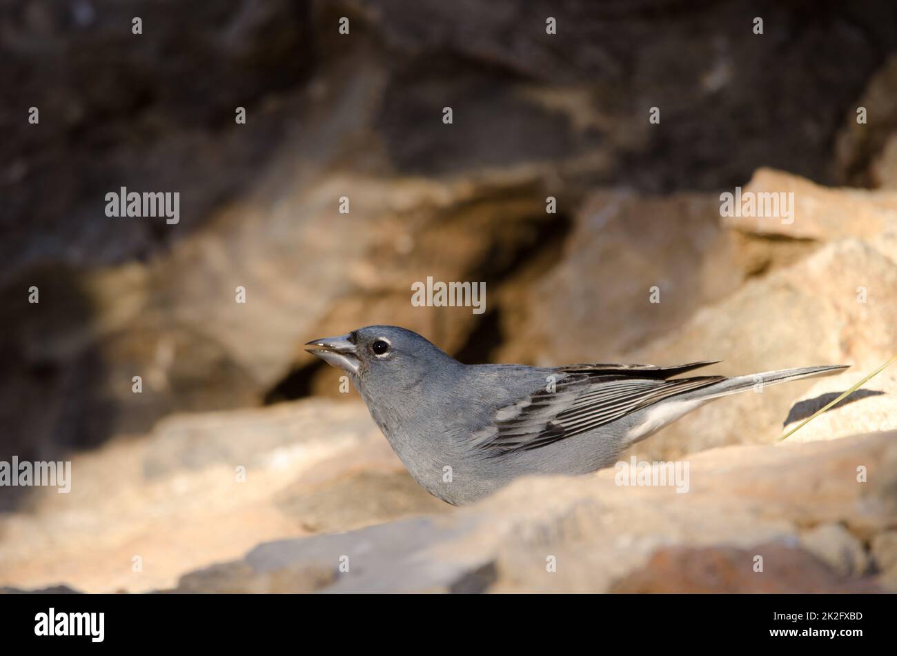 Tenerife blue chaffinch Stock Photo - Alamy